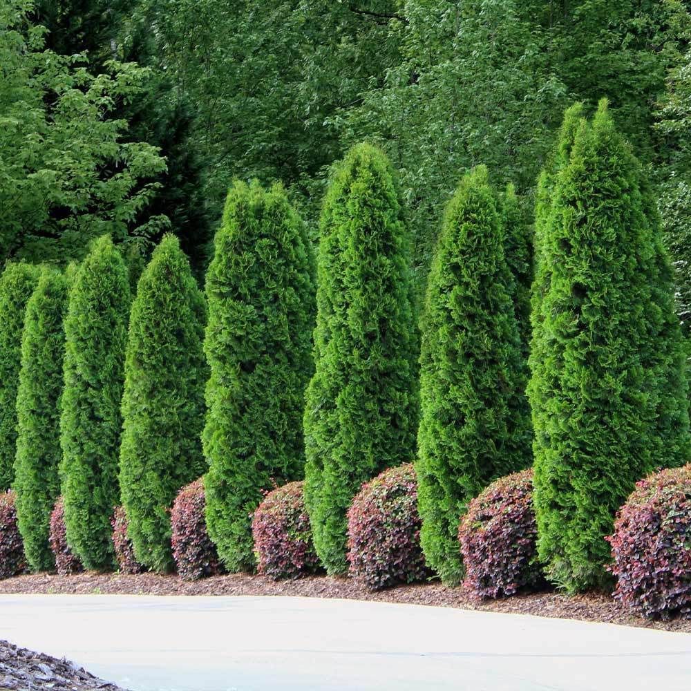 6ft Privacy Trees — Emerald Green Arborvitae for Sale in Puyallup, WA ...
