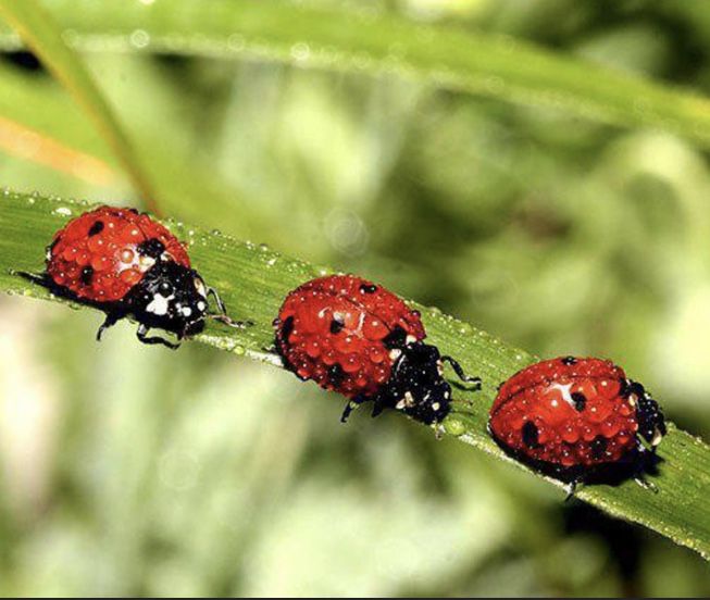 RESERVED 1,500 LIVE Ladybugs for Sale in Porter, OK - OfferUp