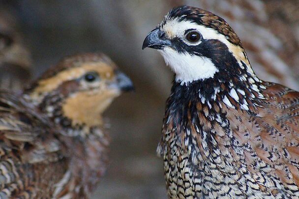 Godornis de california for Sale in Miami, FL - OfferUp