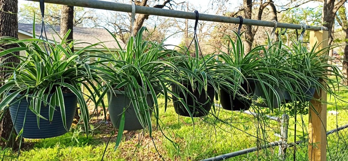 Spider Plant $15.00 Each. Planta Liston $15.00 Cada Una for Sale in ...