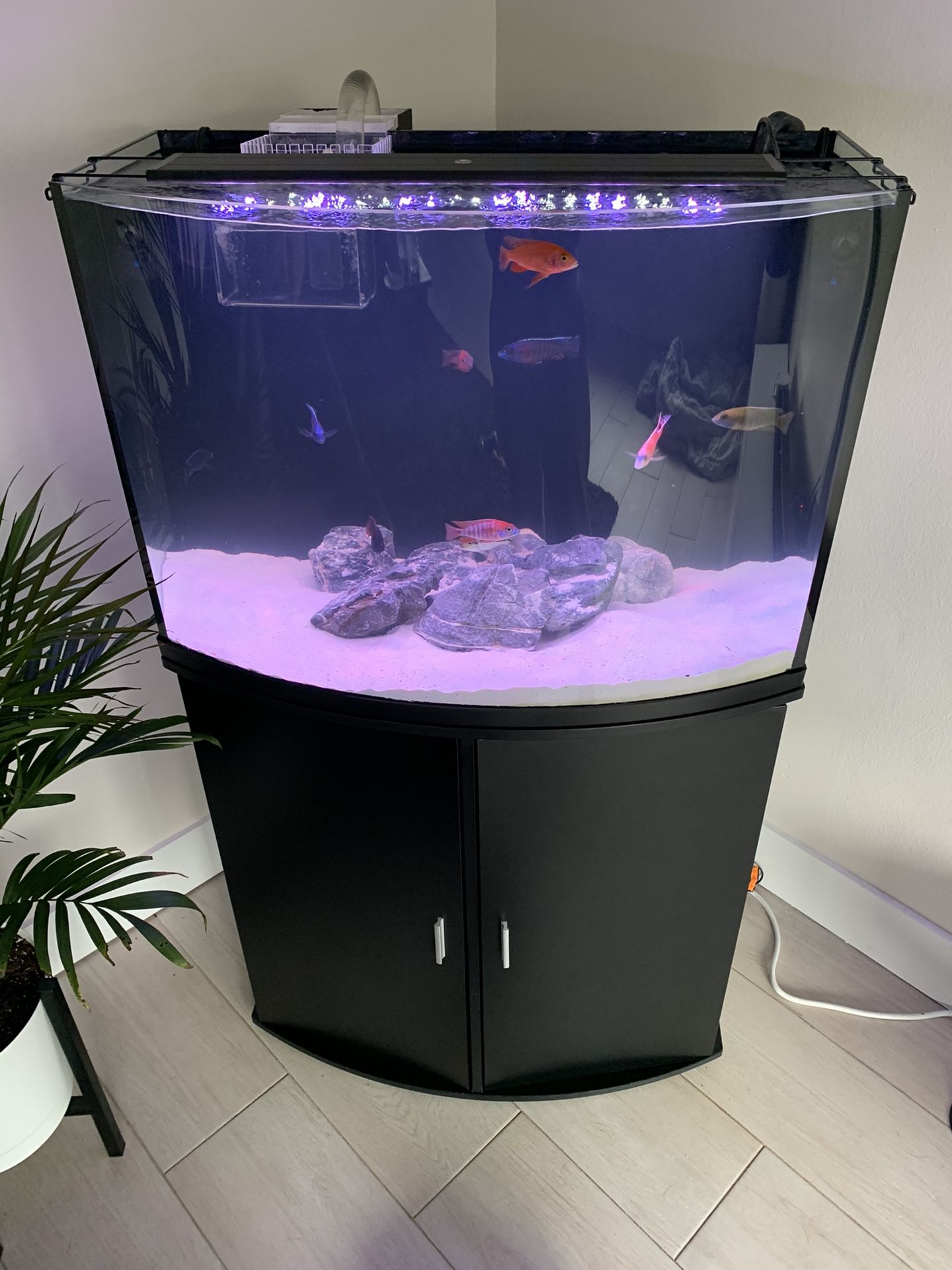 36 Gallon Bow Front Rimless Fish Tank for Sale in IND CRK VLG, FL - OfferUp