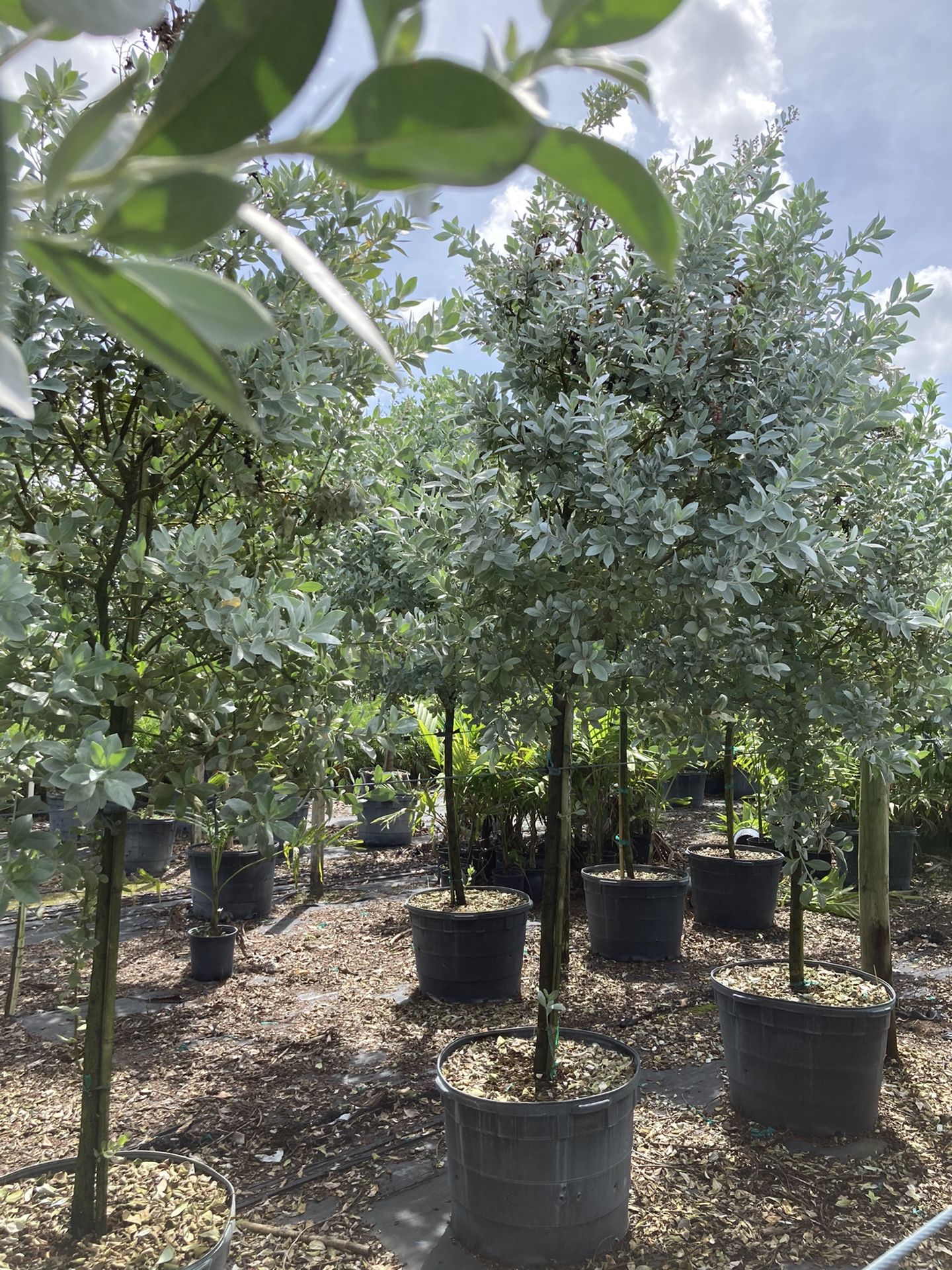 Silver button wood trees for Sale in Pembroke Pines, FL - OfferUp