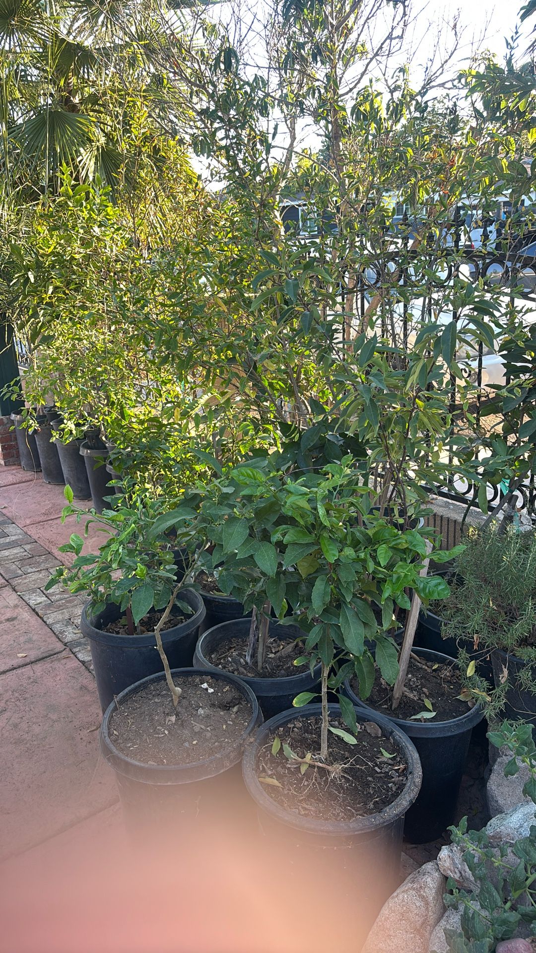 Plants !!! $$ for Sale in Santa Ana, CA - OfferUp