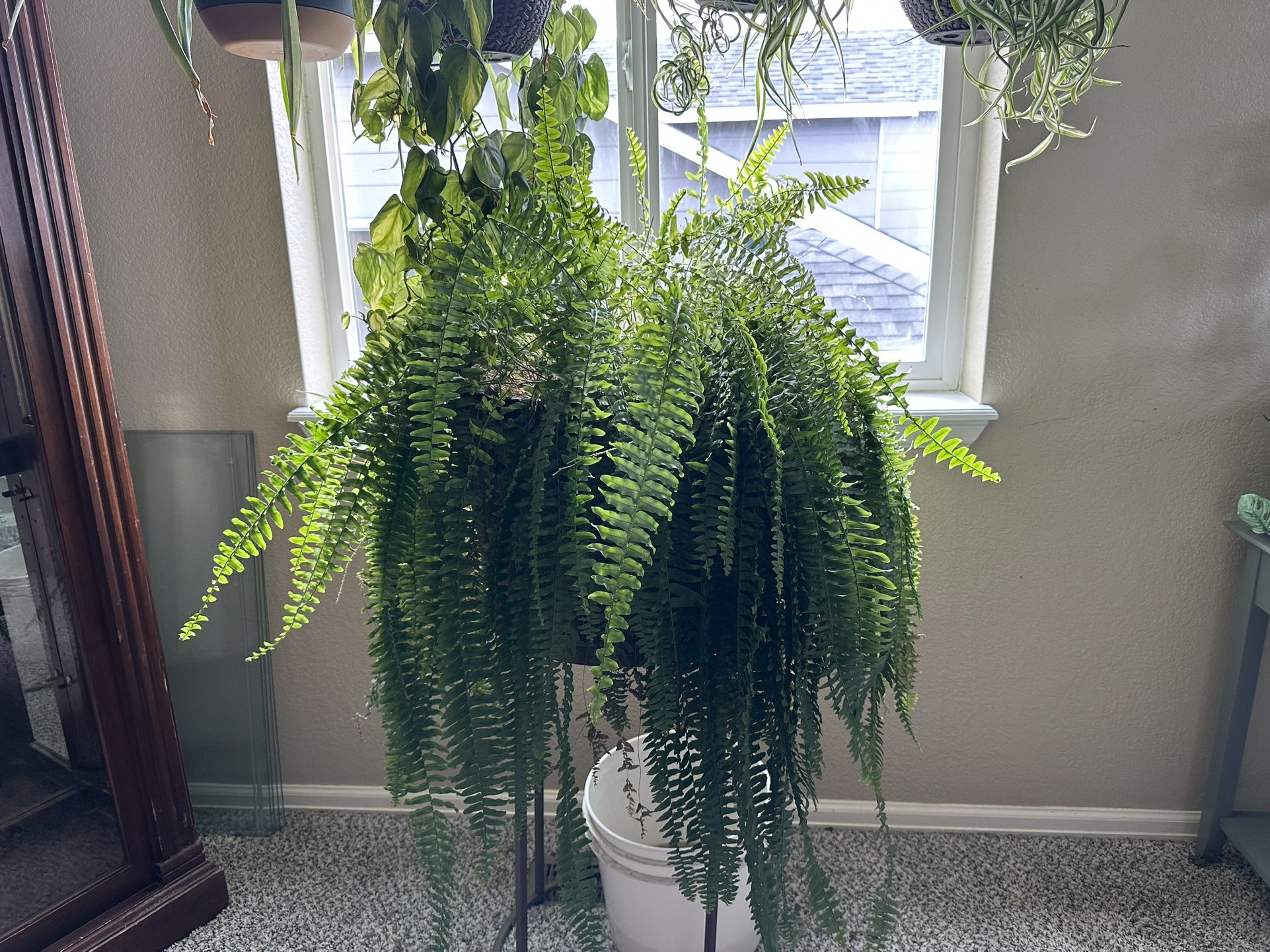 Huge Fern + Stand And 6 Spider Plants Must Take All for Sale in ...