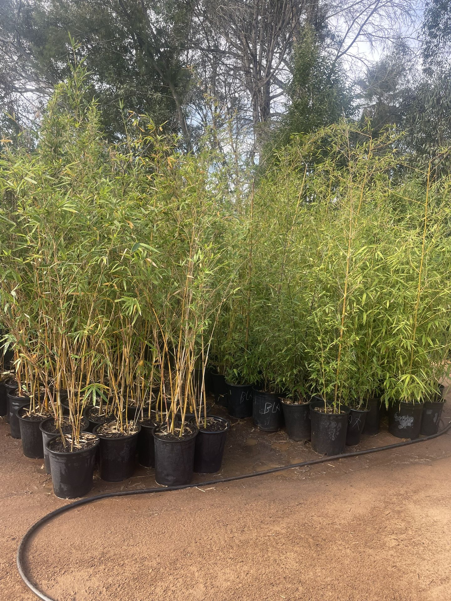 Bamboo Plants- 5 Gallon Size- Approximately 4-6 Feet Tall- Multiple ...
