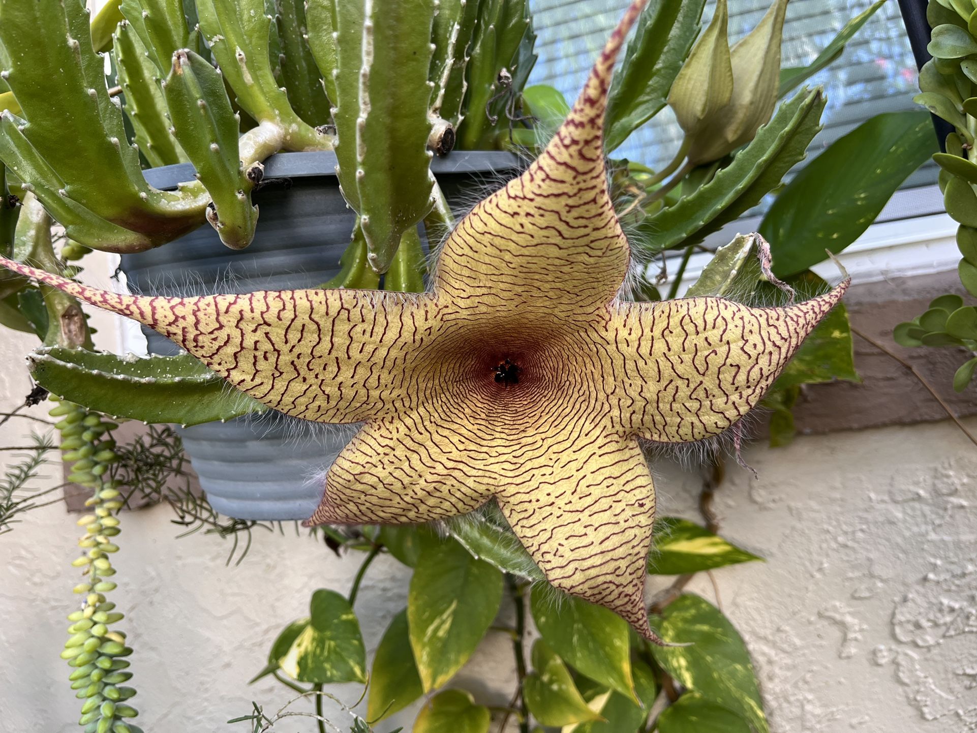 Star Cactus Flowers