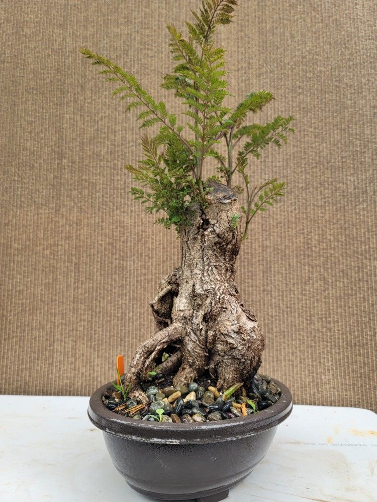 Old Blue Jacaranda Bonsai Tree for Sale in Midway City, CA - OfferUp