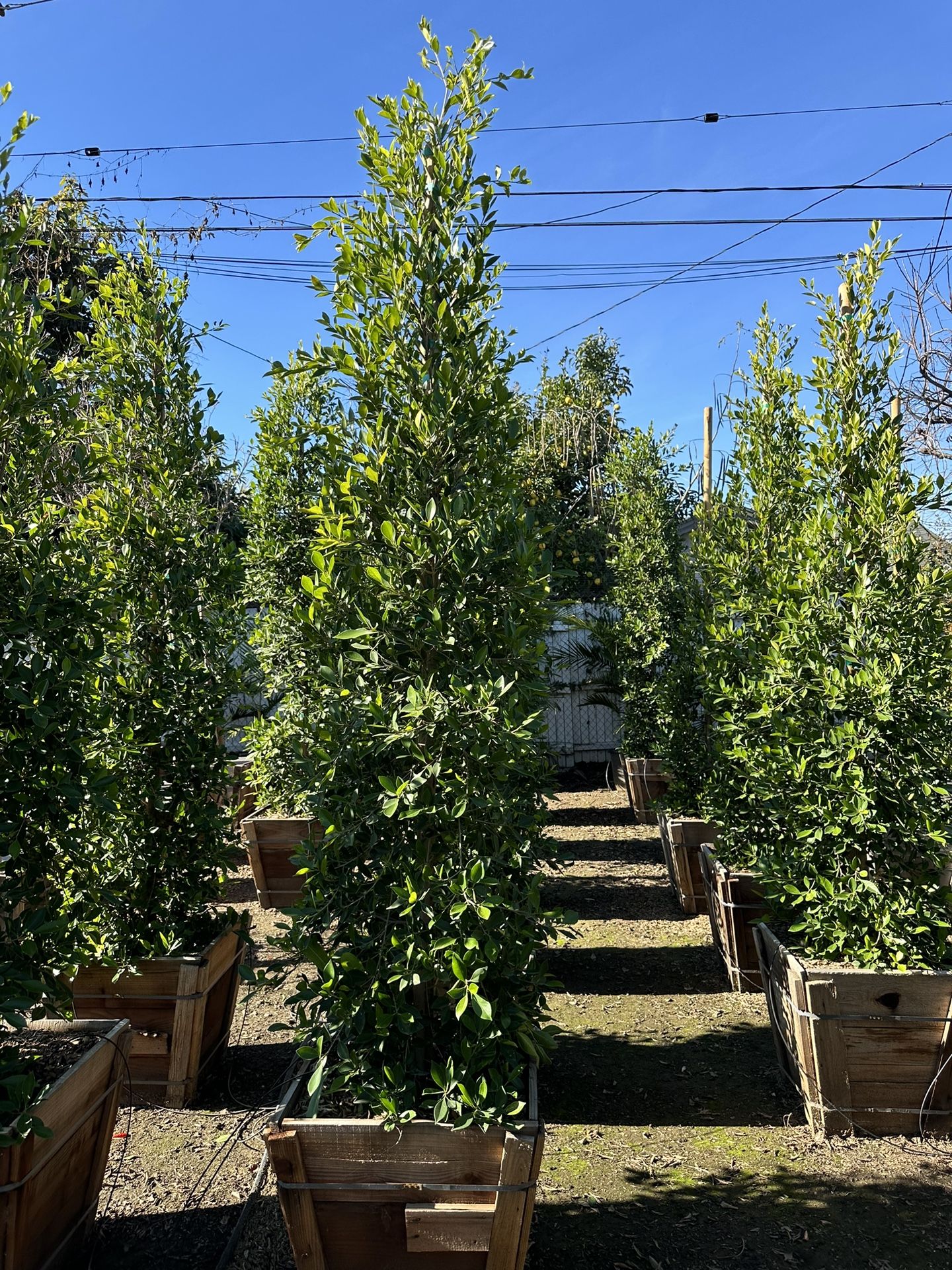 Ficus Nitida Privacy Hedge for Sale in Irwindale, CA - OfferUp