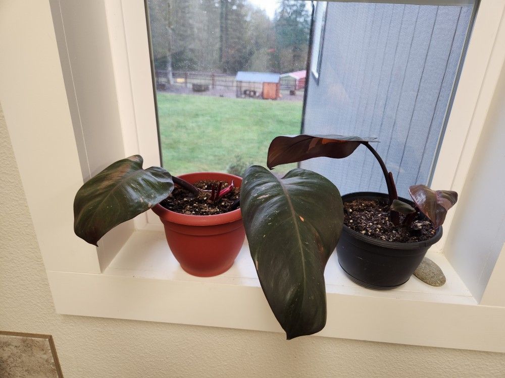 Pink Princess Pothos for Sale in La Center, WA - OfferUp