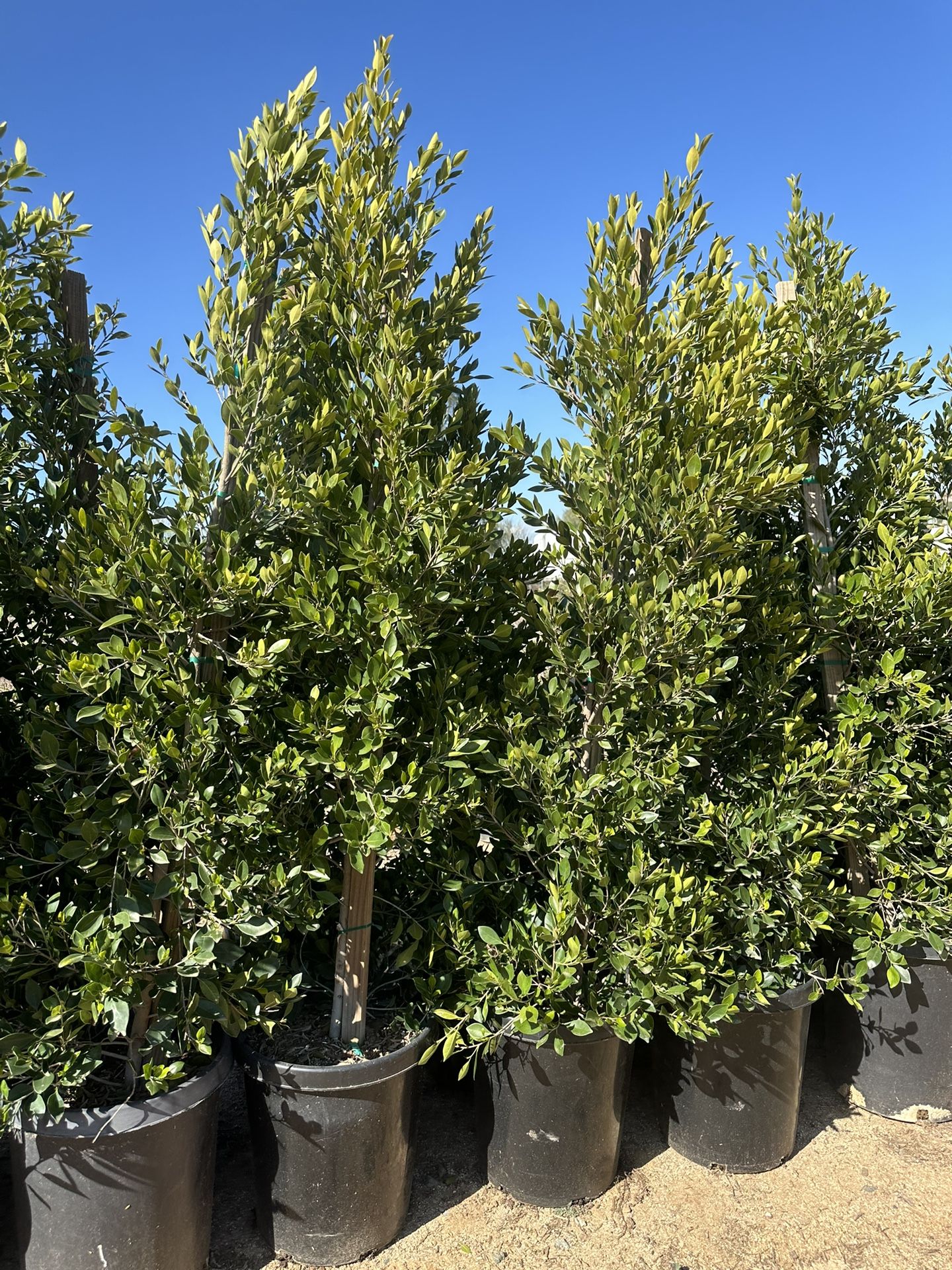 Indian Laurel Columns, Ficus nitida ‘Columns’ , Ficus tree, shade or ...