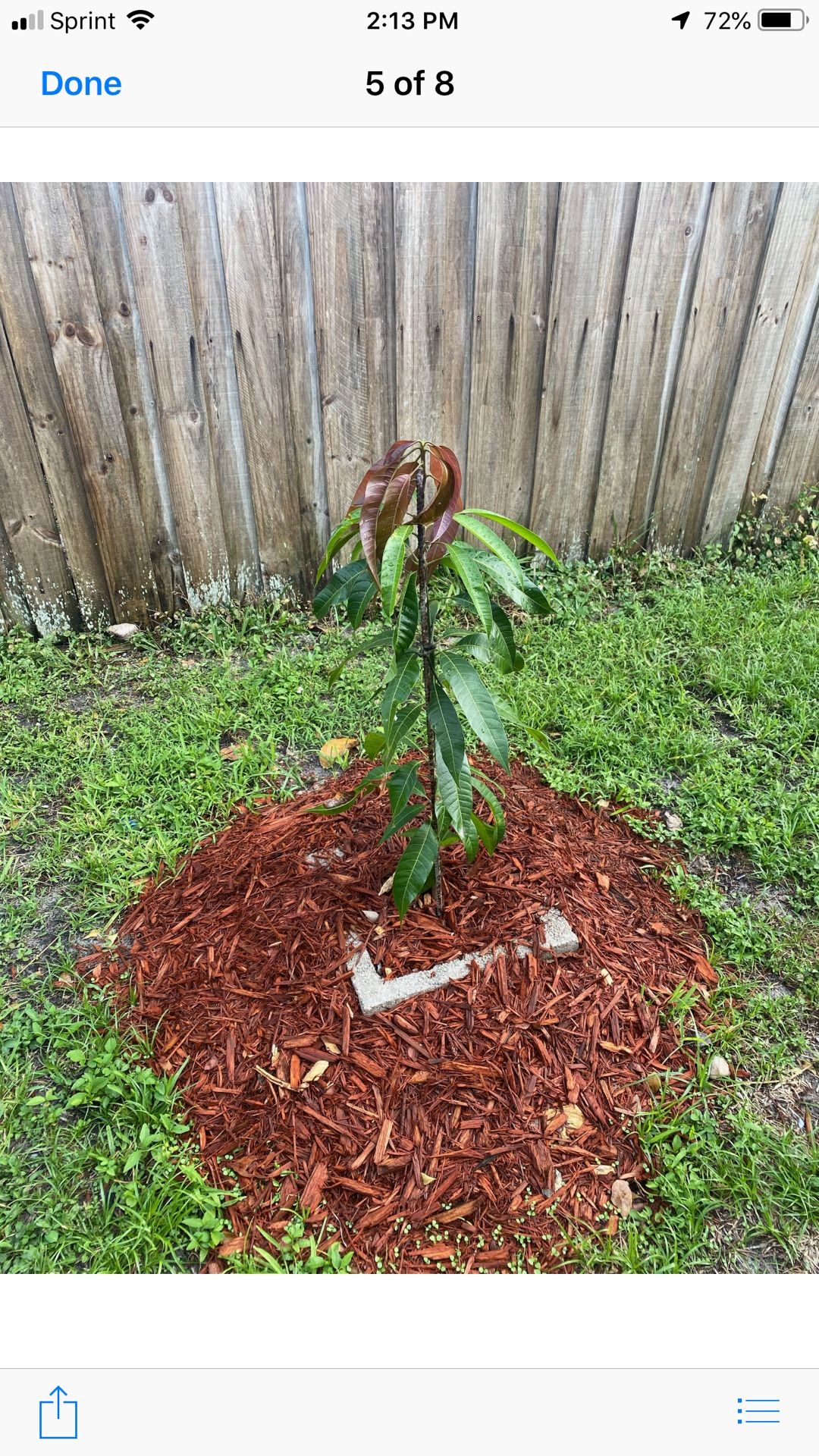 Fruit tree of your choice installed. Includes grafted tree, compost ...