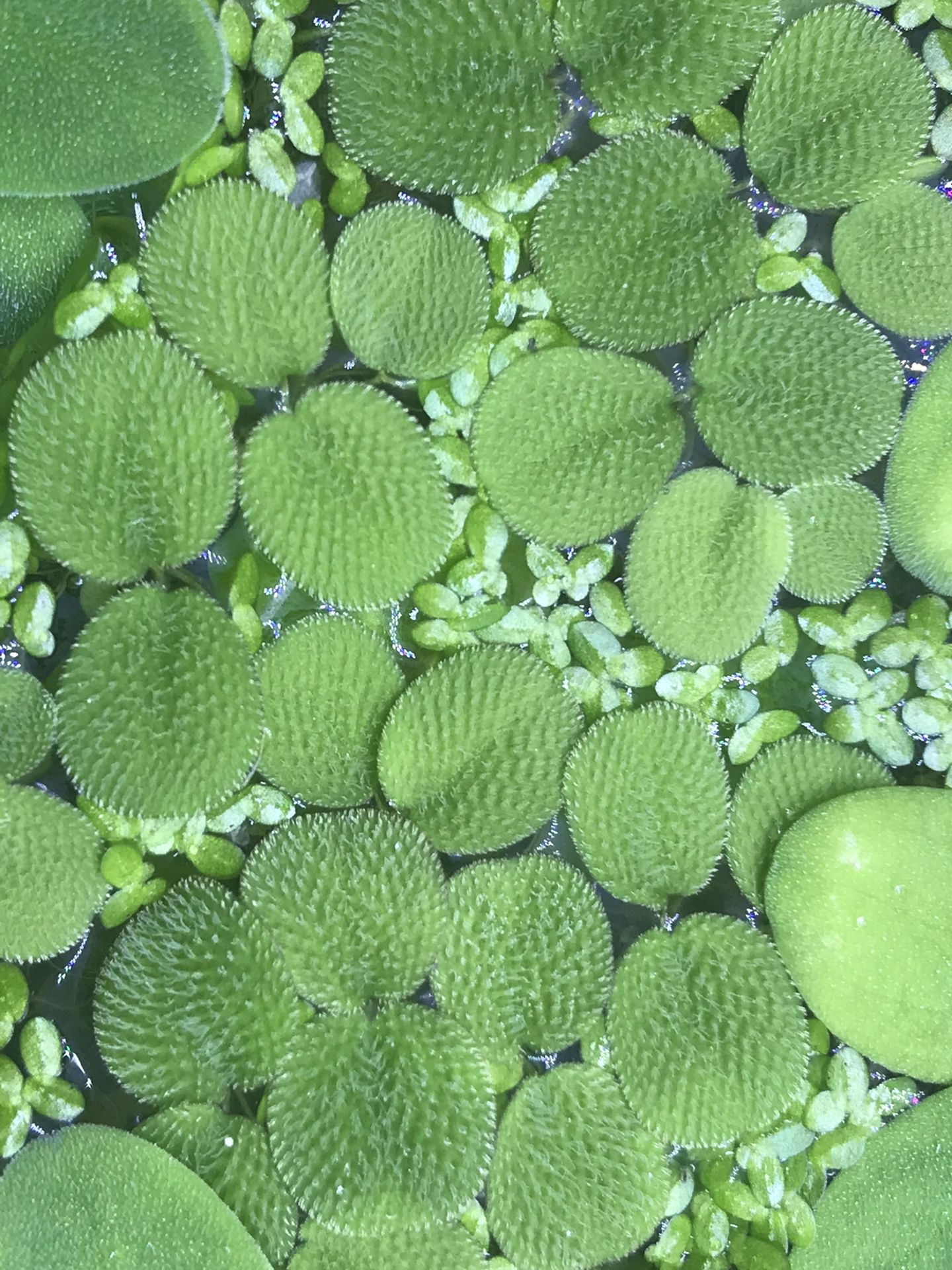 Water Spangles - Salvinia Minima - Floaters for Aquarium, Shrimp and ...