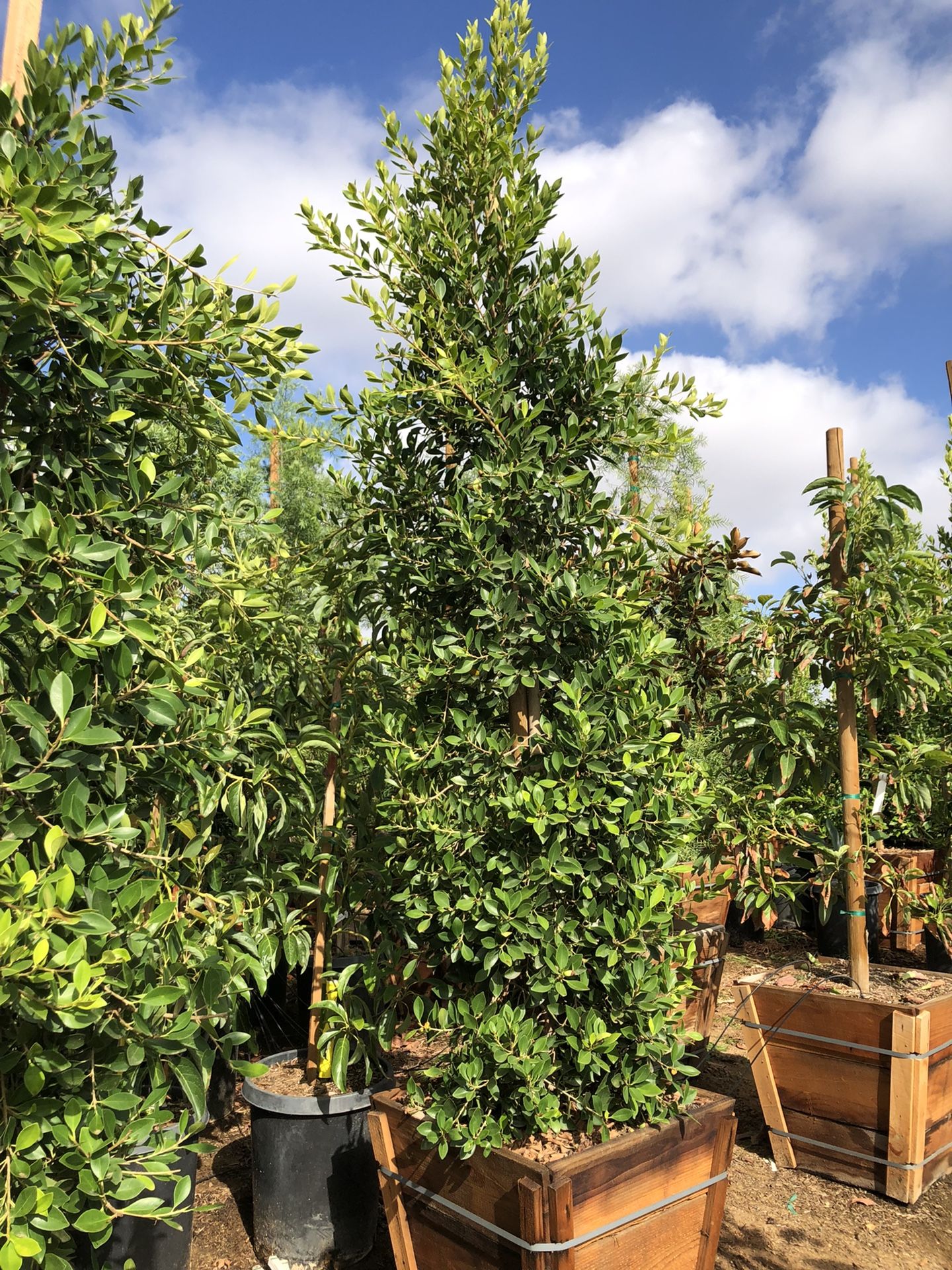 Ficus Nitida , Indian Laurel Ficus Tree, Hollywood Hedge And Privacy 24 ...