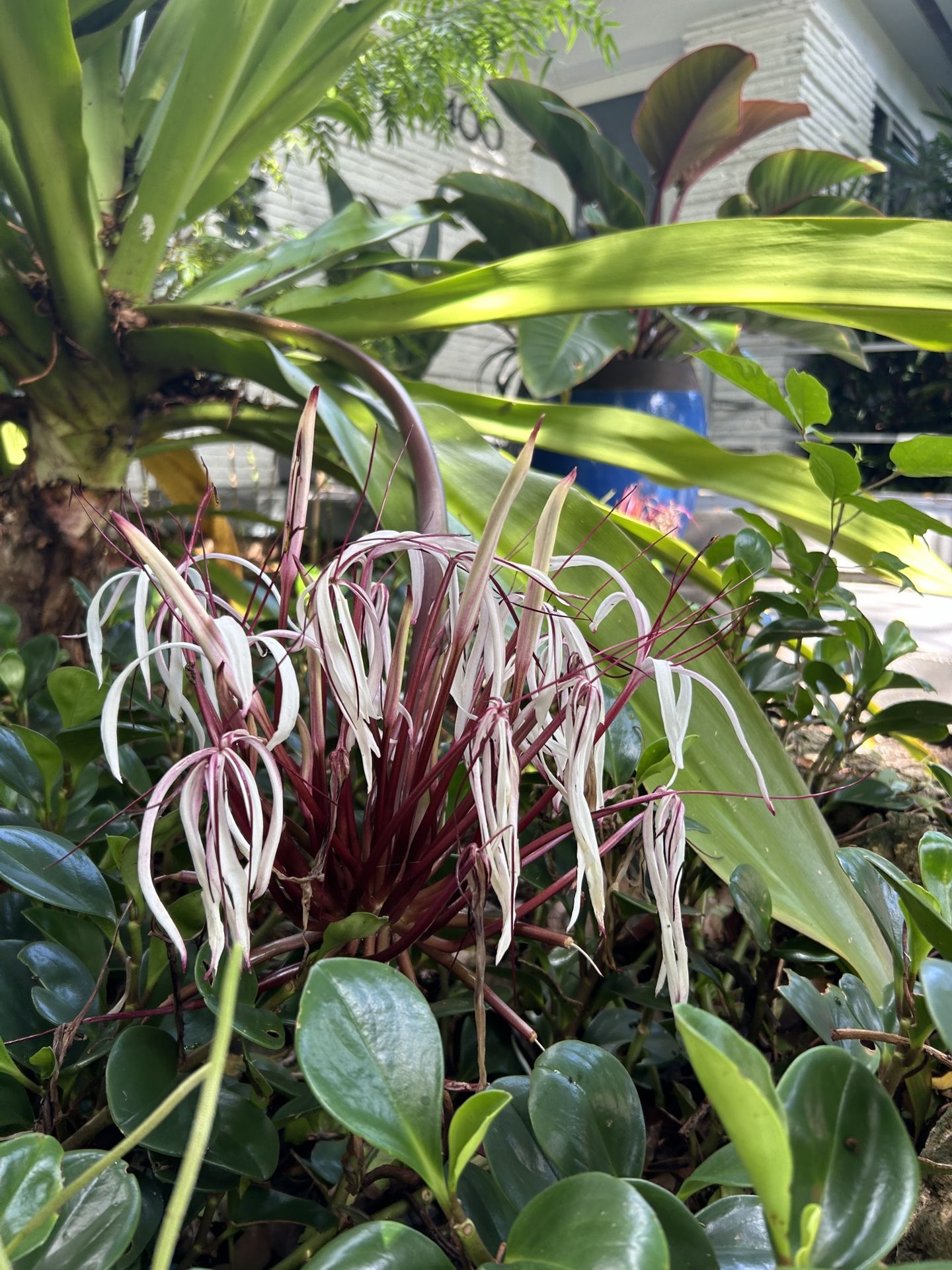 Crinim Lilly Hybrid for Sale in Miami, FL - OfferUp