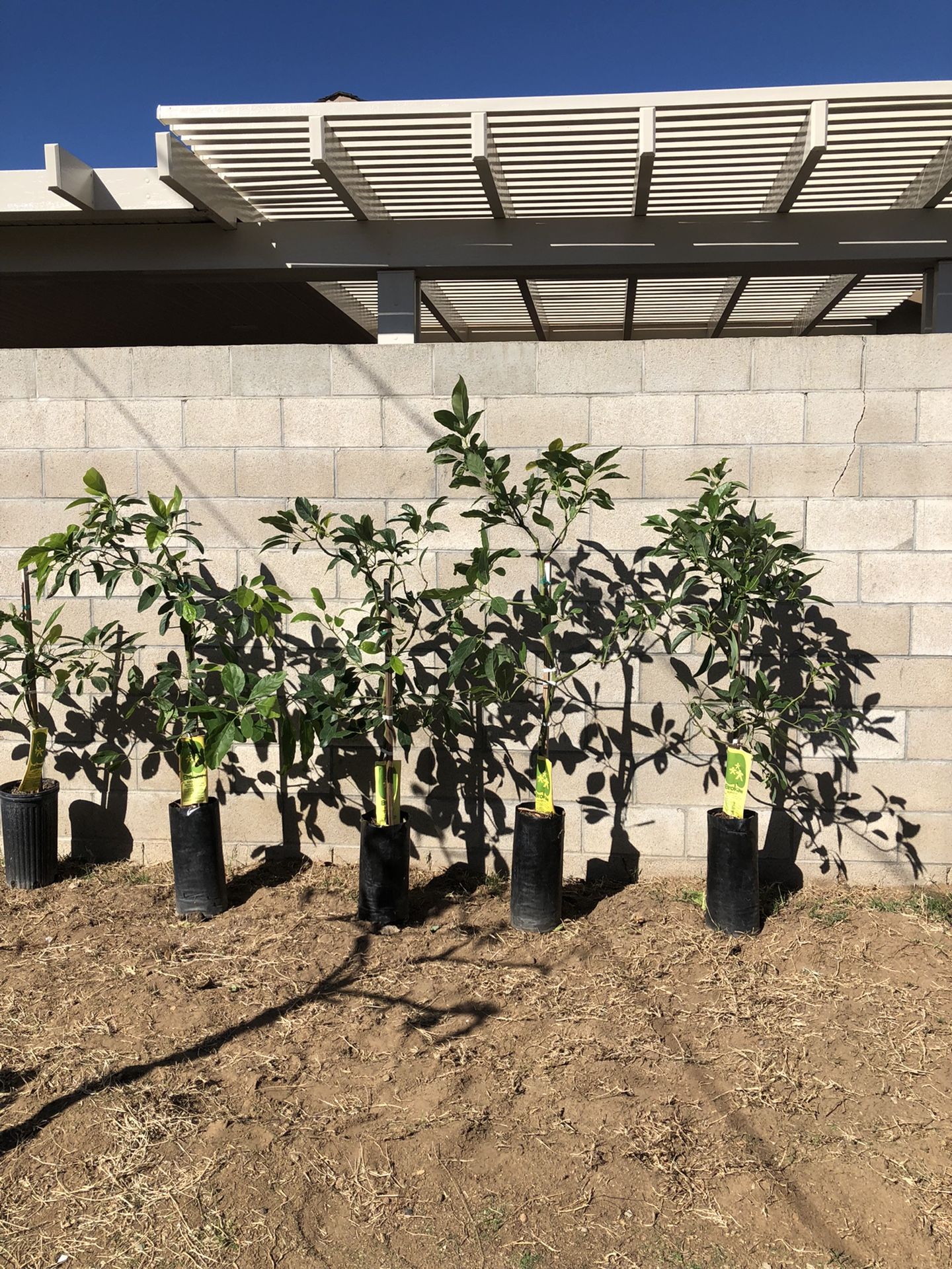 Hass Avocado Tree On Dusa Rootstock 3 Gallon Grafted for Sale in ...