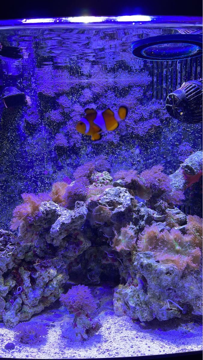 Biocube 16g Marine Salt Water Tank With Stand for Sale in Los Angeles ...