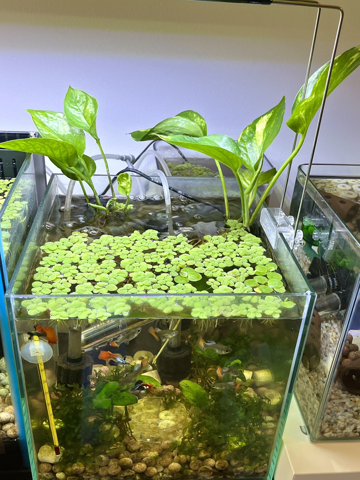 Water Spangles - Salvinia Minima - Floaters for Aquarium, Shrimp and ...