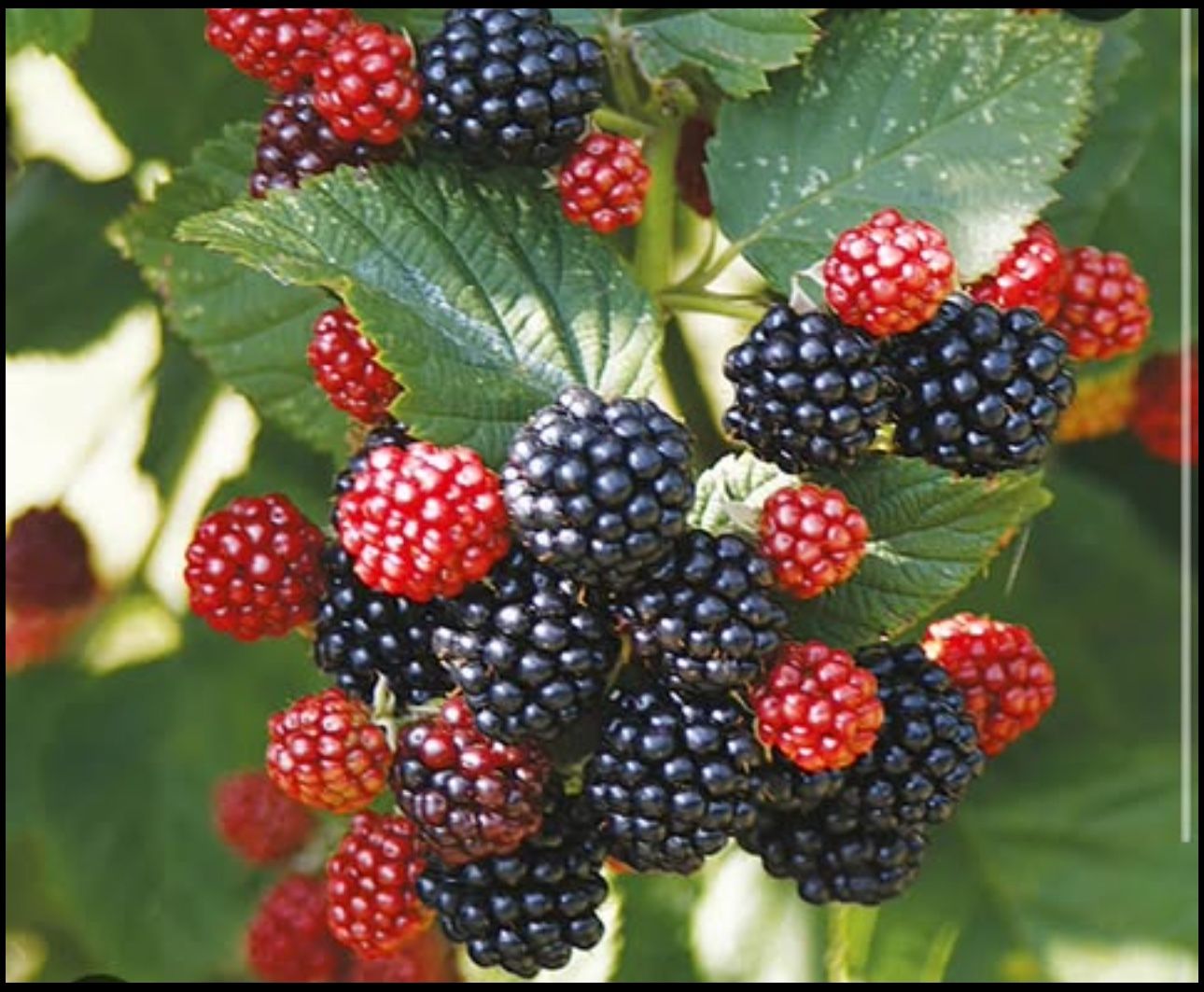 Dwarf BlackBerry Plant Fruit Bush Producing Berry for Sale in Las Vegas ...