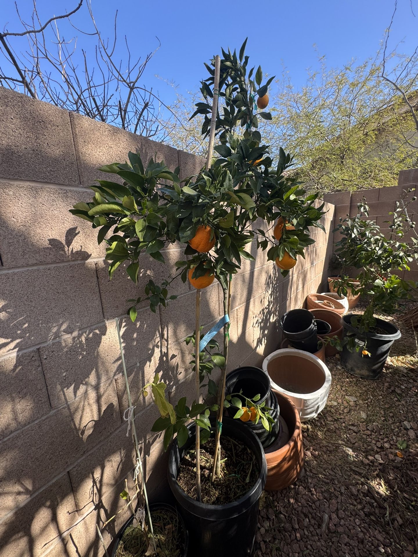 Shiranui Mandarin Tree for Sale in Las Vegas, NV - OfferUp