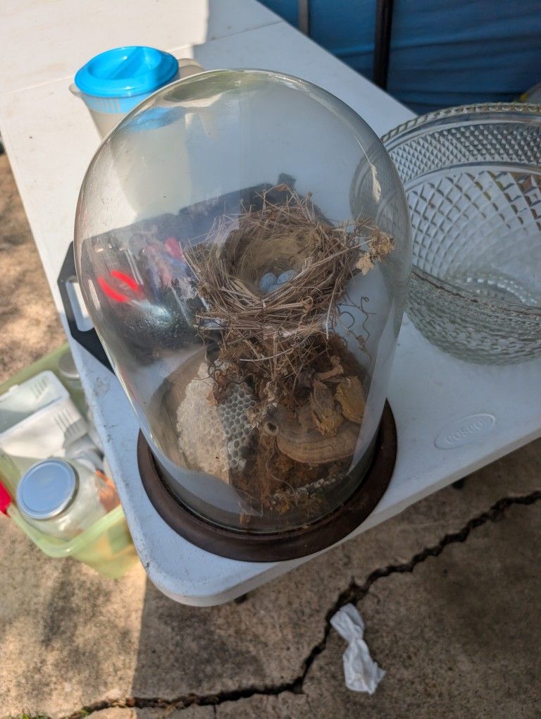 Vintage Glass Cloche for Sale in Houston, TX - OfferUp