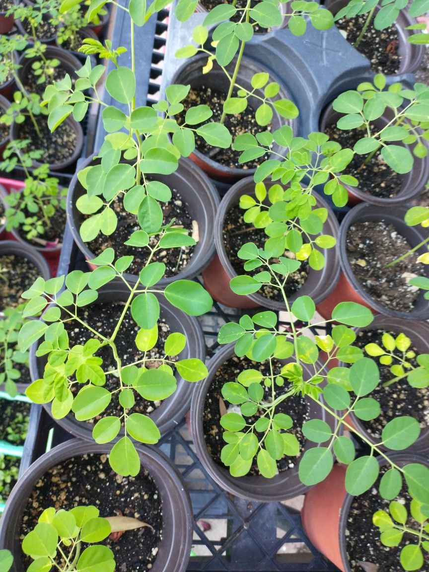 ORGANIC MORINGGA TREES. !!! for Sale in Chandler, AZ - OfferUp