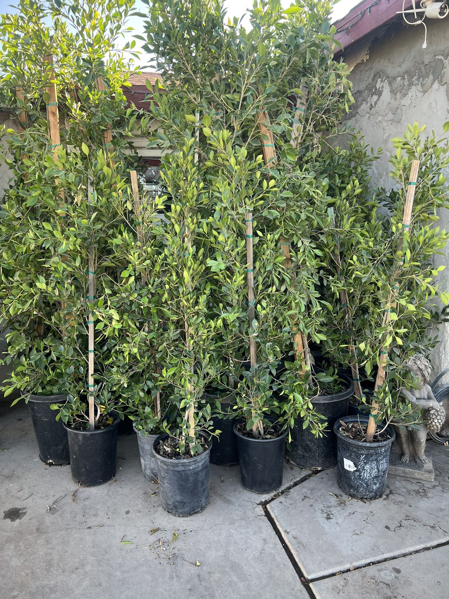 Ficus Nitida Trees for Sale in Phoenix, AZ - OfferUp