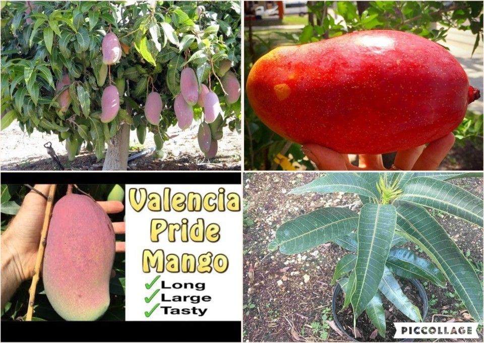 Valencia Pride Mango Grafted Trees In 3gal Arboles De Mango Valencia ...