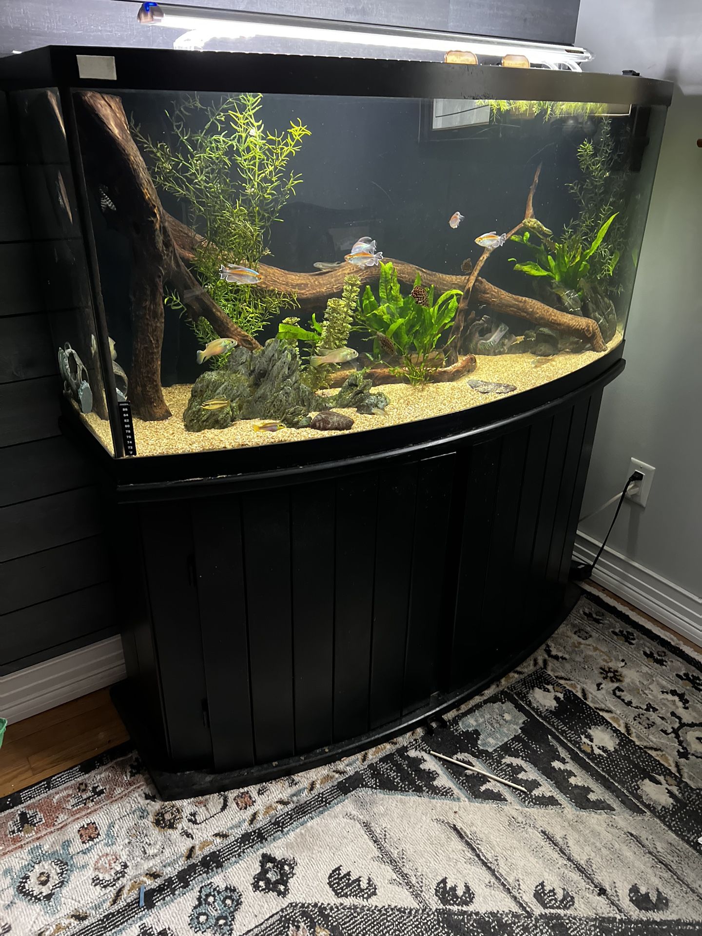 72 Bow Front Fish Tank for Sale in Rockville Centre, NY - OfferUp
