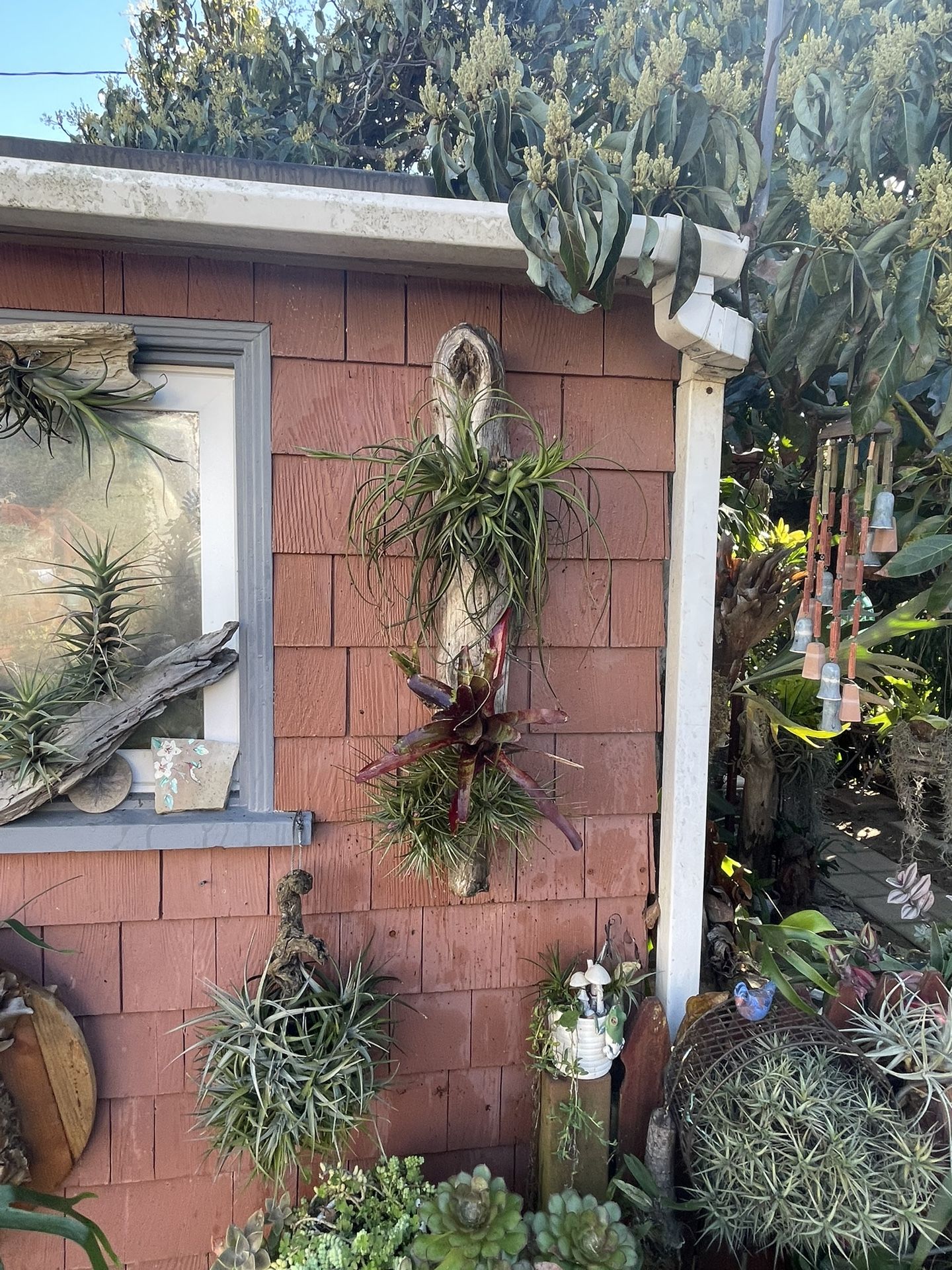 Beautiful Driftwood Piece With 2 Types Of Airplants And Bromeliad for ...