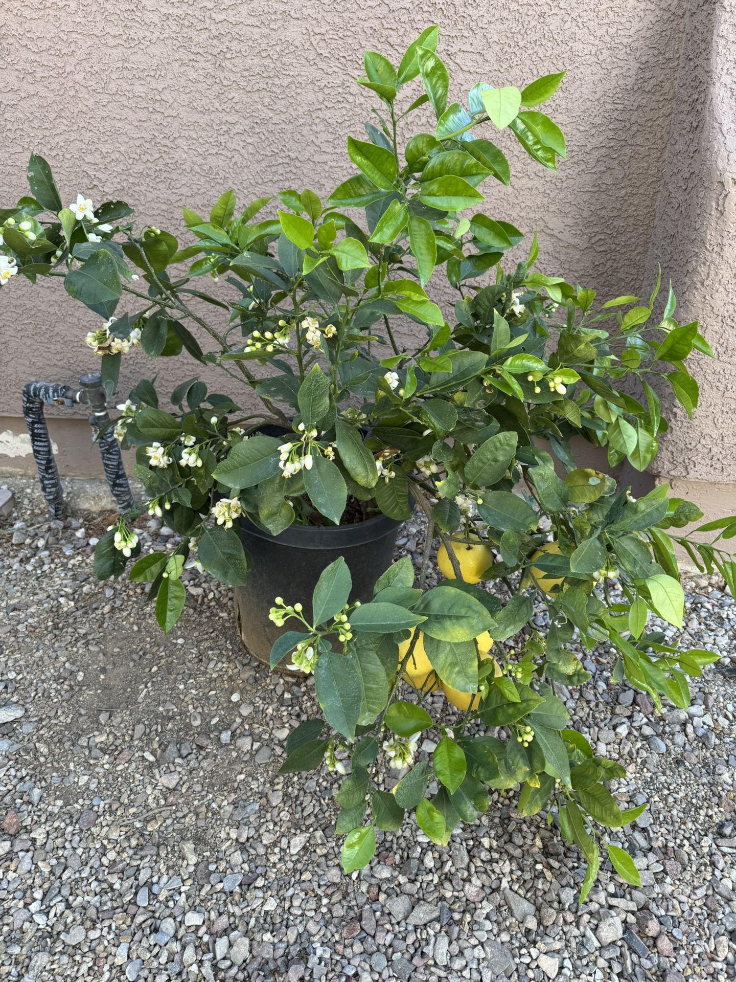 Dwarf Oroblanco Grapefruit Tree with fruits for Sale in Las Vegas, NV ...
