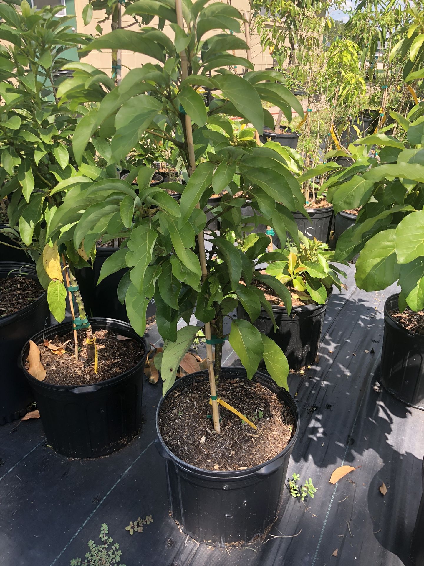 7g Grafted Avocado Trees for Sale in Kissimmee, FL - OfferUp