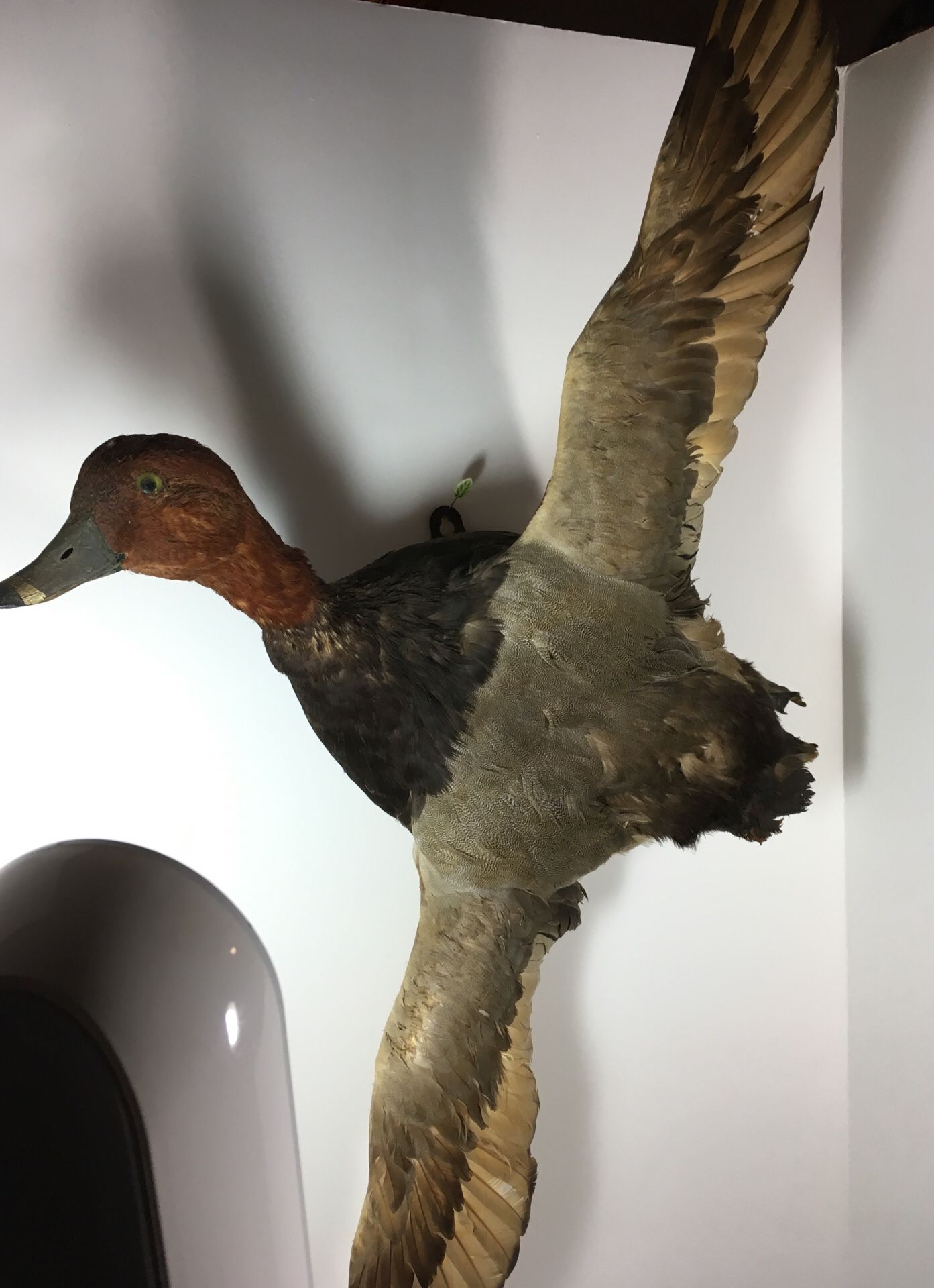 Taxidermy Duck Mounts
