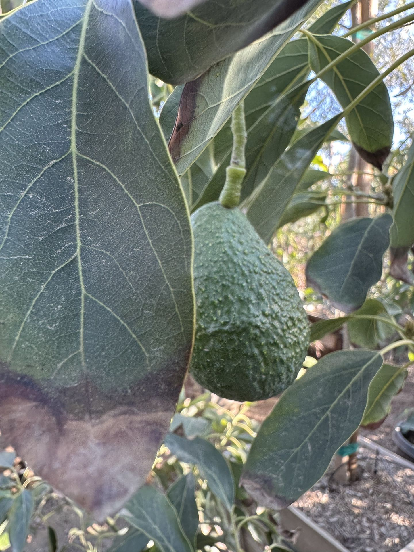 Carmen Hass Avocado Tree 15gal for Sale in Highland, CA - OfferUp