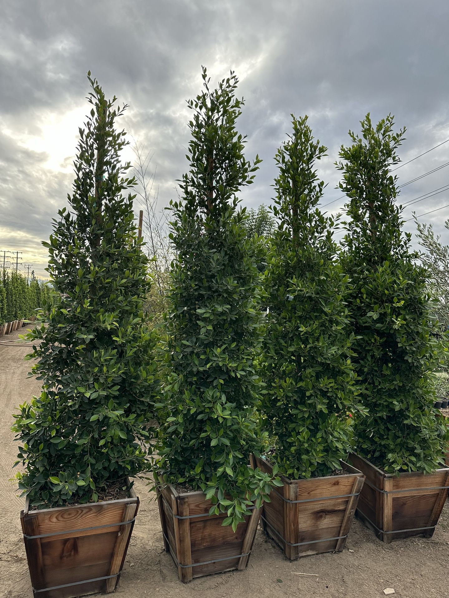 Ficus Nitida Indian Laurel for Sale in Irwindale, CA - OfferUp